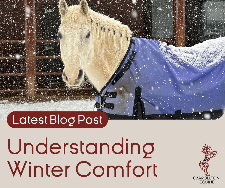Understanding Winter Comfort: A Guide to Keeping Your Horses Warm and Cozy